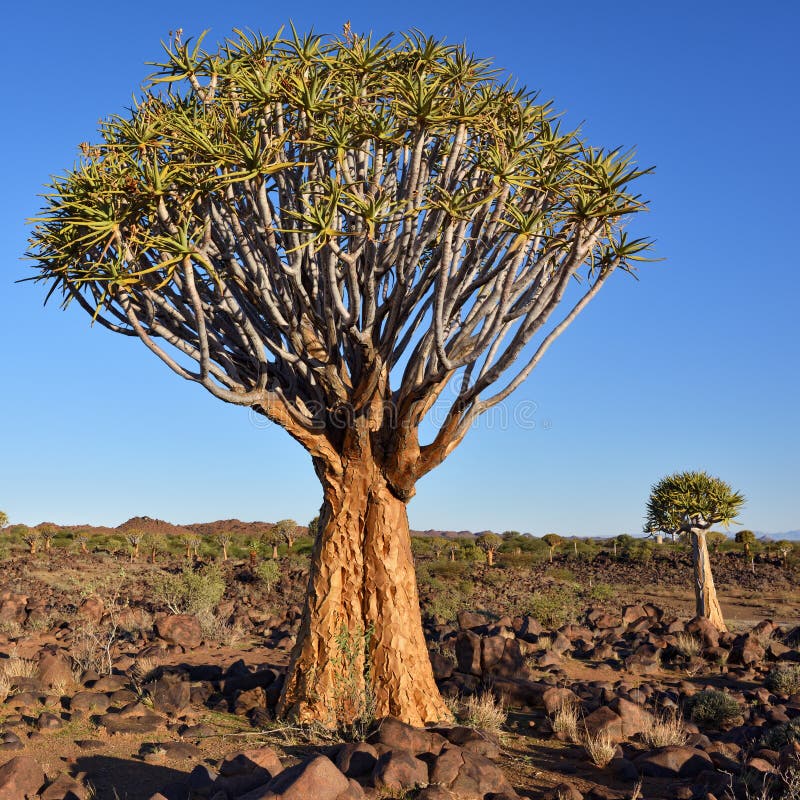 Quiver Tree Forest Namibia stock image. Image of evening - 68691185