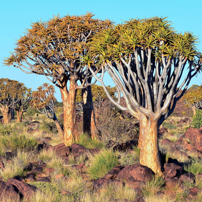 Quiver tree forest,Namibia stock photo. Image of rock - 23532468