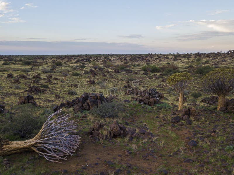 Quiver Trees Forest in Namibia. Stock Image - Image of tree, landscape ...