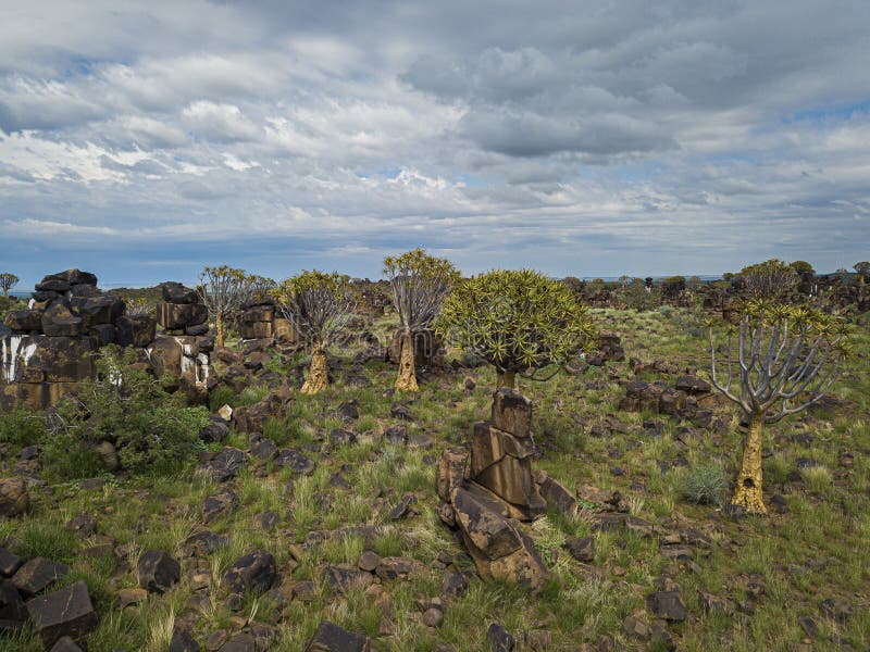 Quiver Trees Forest in Namibia. Stock Photo - Image of natural ...