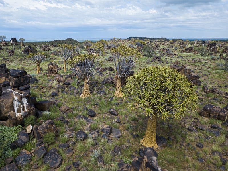 Quiver Trees Forest in Namibia. Stock Image - Image of nature, rocks ...