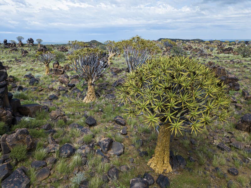 Quiver Trees Forest in Namibia. Stock Image - Image of rock, rocks ...