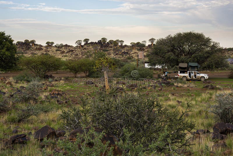 Quiver Trees Forest in Namibia. Stock Photo - Image of dichotoma ...