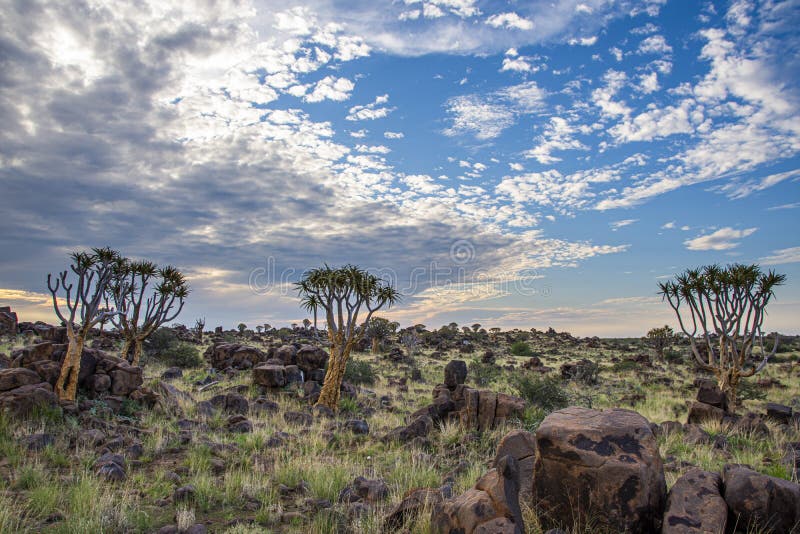 Quiver Trees Forest in Namibia. Stock Image - Image of landscape ...