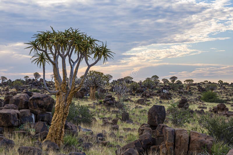Quiver Trees Forest in Namibia. Stock Image - Image of rocks, bark ...