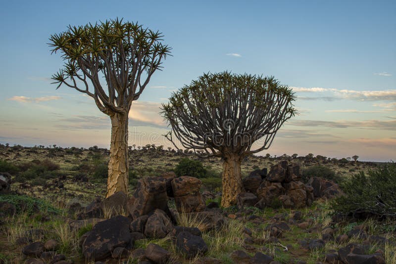 Quiver Trees Forest in Namibia. Stock Photo - Image of quiver, bark ...