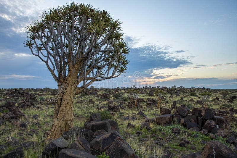 Quiver Trees Forest in Namibia. Stock Photo - Image of aloe, forest ...