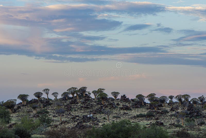 Quiver Trees Forest in Namibia. Stock Photo - Image of travel, desert ...