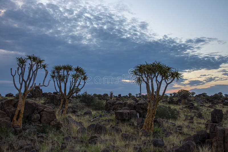 Quiver Trees Forest in Namibia. Stock Photo - Image of arrow, light ...