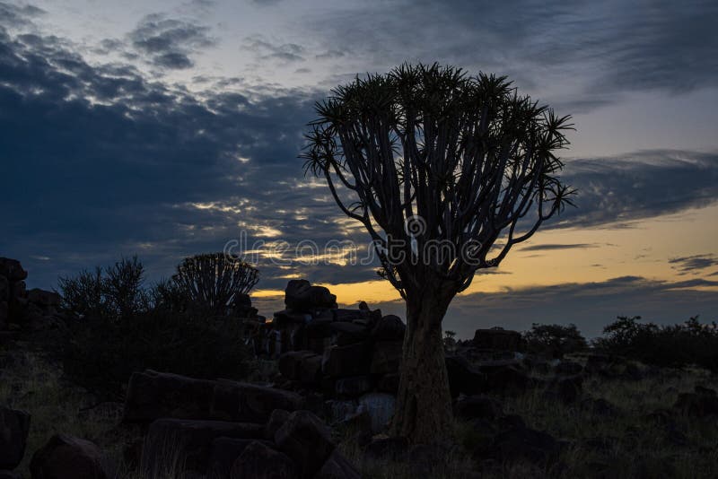 Quiver Trees Forest in Namibia. Stock Photo - Image of africa, nature ...