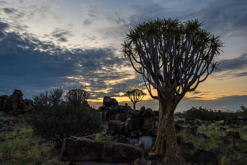 Quiver Trees Forest in Namibia. Stock Photo - Image of rocks, namibia ...