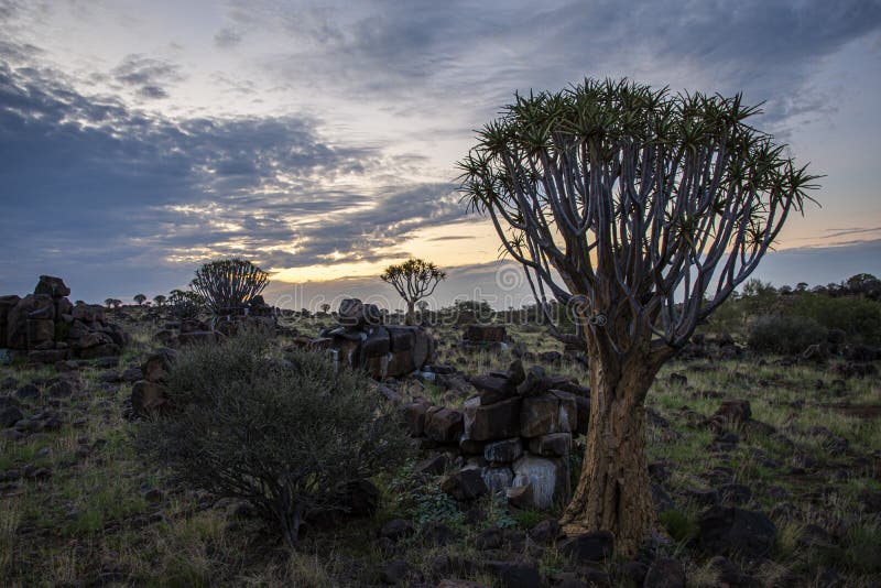 Quiver Trees Forest in Namibia. Stock Photo - Image of bark, blue ...