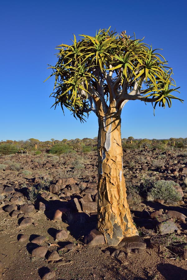 Quiver Tree Forest Namibia stock photo. Image of quiver - 70566294