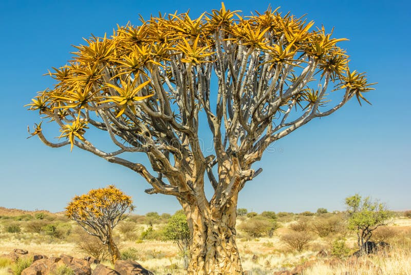 Quiver Tree Forest stock image. Image of historic, nature - 69370495