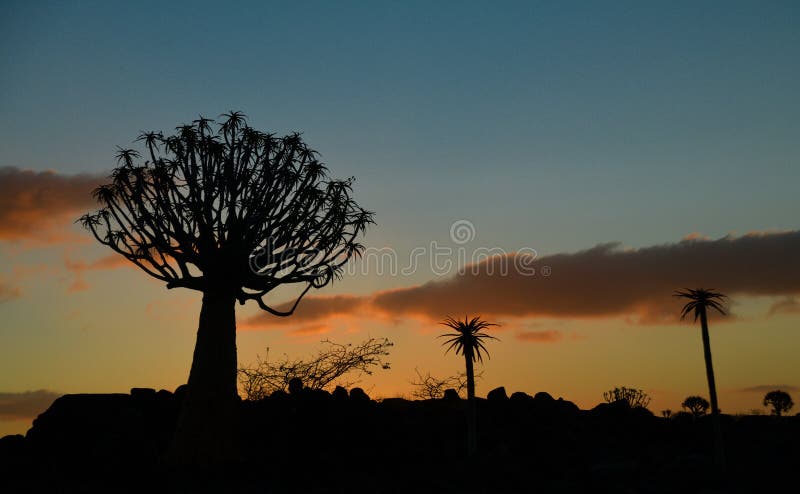 Quiver Tree Forest Southern Namibia Stock Image - Image of kokerboom ...