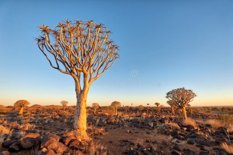 Quiver Tree Forest in Southern Namibia Taken in January 2018 Stock ...
