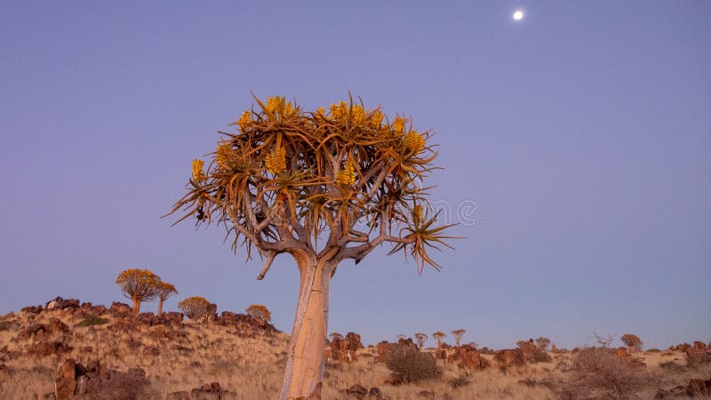 A Quiver Tree in Full Bloom with Yellow Flowers Stock Image - Image of ...