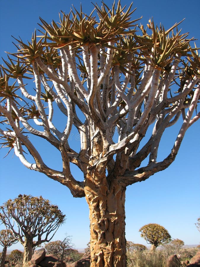 Quiver tree or Kokerboom stock image. Image of namibia - 57269857