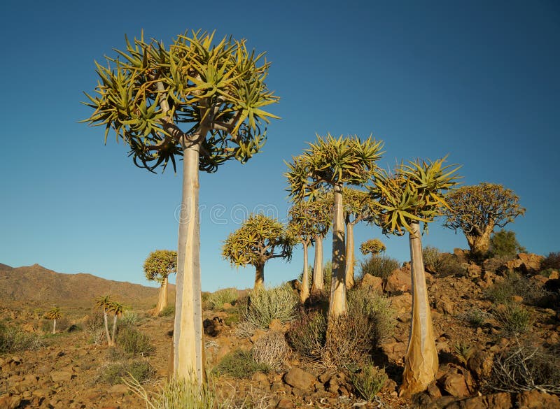 Quiver Tree or Kokerboom in South Africa Stock Photo - Image of desert ...
