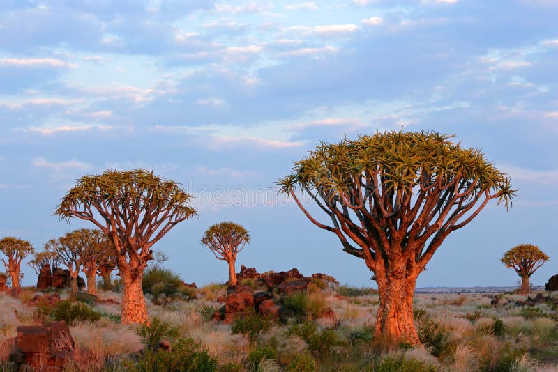 Namibian Safari stock image. Image of clouds, travel - 16576311