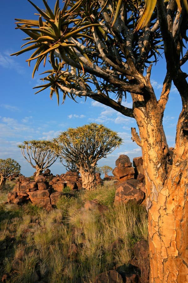 Quiver tree in Namibia stock image. Image of layer, nature - 28178221