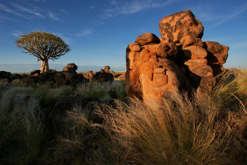 Quiver Tree, Namibia, Southern Africa Stock Photo - Image of cloudy ...