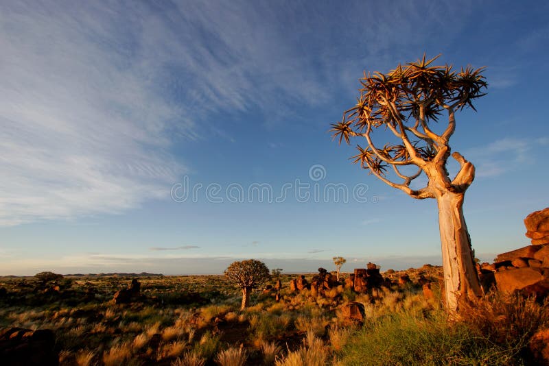 Quiver Tree, Namibia, Southern Africa Stock Photo - Image of cloudy ...