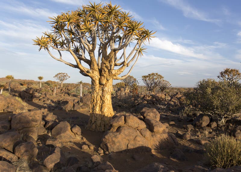 A quiver tree landscape stock photo. Image of namib - 303509106