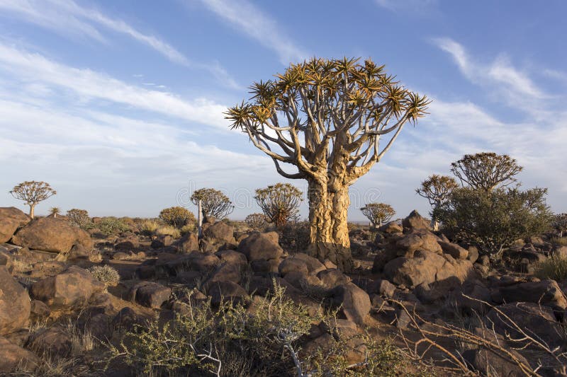 A quiver tree landscape stock photo. Image of park, wild - 303509112