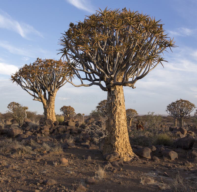 A quiver tree landscape stock photo. Image of natural - 303509140