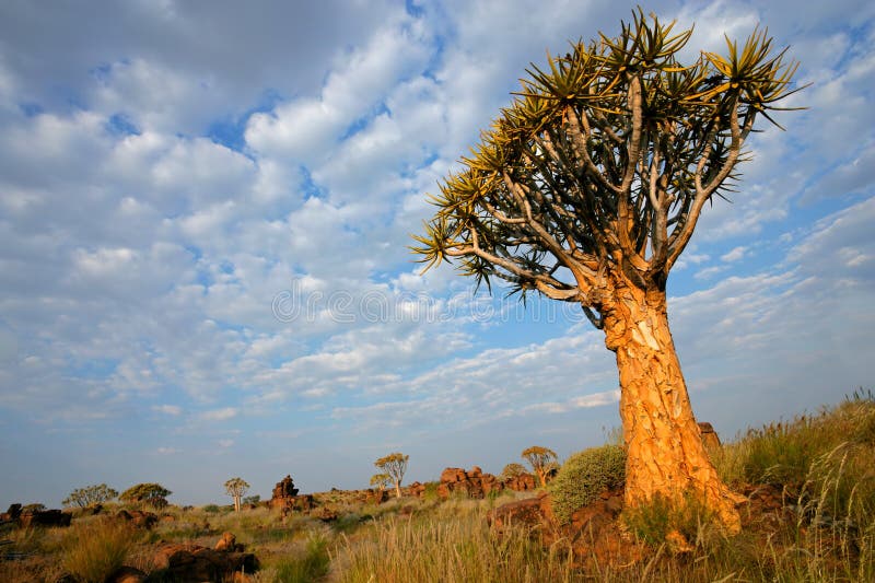 Quiver Tree, Namibia, Southern Africa Stock Photo - Image of cloudy ...