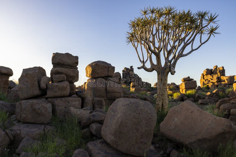 Quiver Tree between Large Rocks at Giants Playground Stock Photo ...