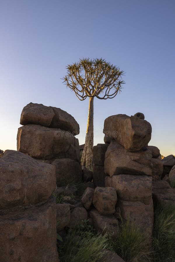 Quiver Tree Large Rocks Giants Playground Stock Photos - Free & Royalty ...
