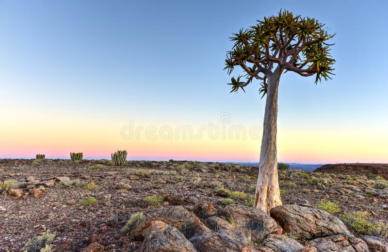 Quiver Tree - Namibia stock image. Image of fish, aloe - 60228583