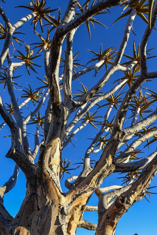 Quiver Tree - Aloidendron Dichotomum Stock Image - Image of aloidendron ...