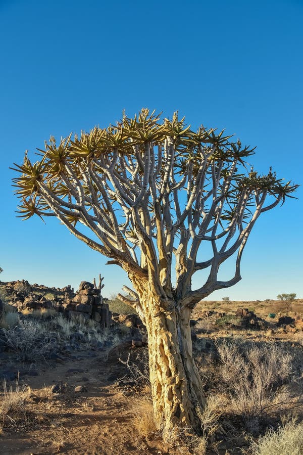 Quiver Tree - Aloidendron Dichotomum Stock Image - Image of namibia ...