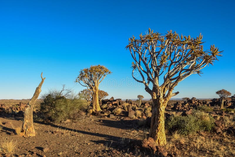 Quiver Tree - Aloidendron Dichotomum Stock Image - Image of aloe ...