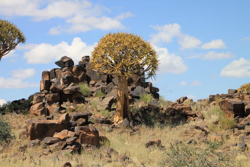 Quiver Tree in Namibia Quiver Tree Forest Park Stock Image - Image of ...