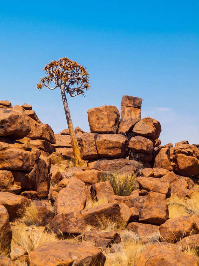 Quiver Tree in Namibian Giant S Playground Stock Photo - Image of ...