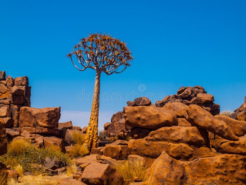 Quiver Tree in Namibian Giant S Playground Stock Photo - Image of ...