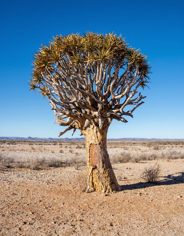 Quiver Tree stock image. Image of rocks, natural, cape - 160174105
