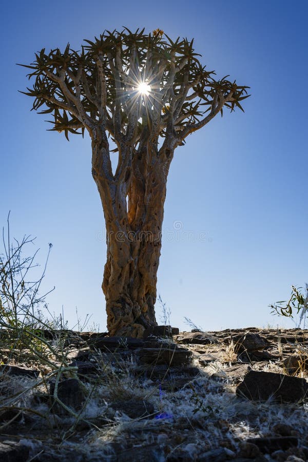 635 Beautiful Quiver Tree Stock Photos - Free & Royalty-Free Stock ...