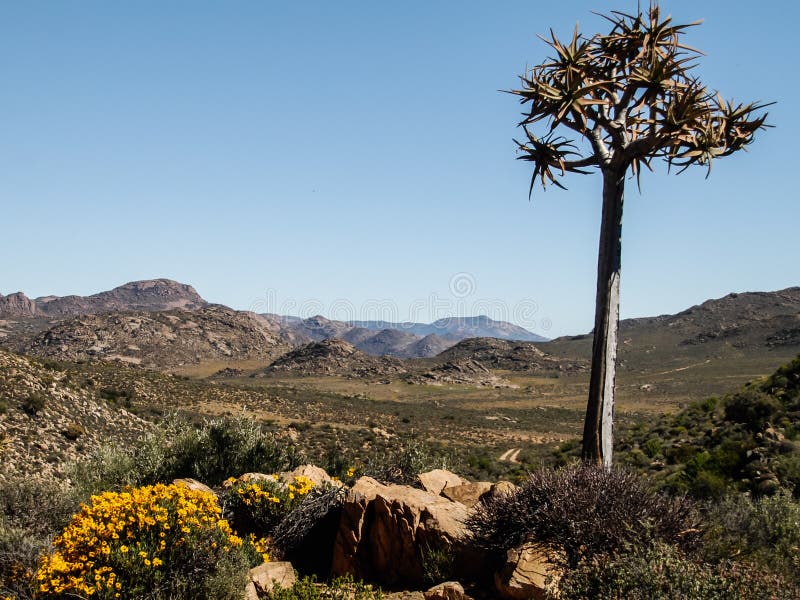 Quiver tree stock image. Image of surround, flower, guarding - 46930961
