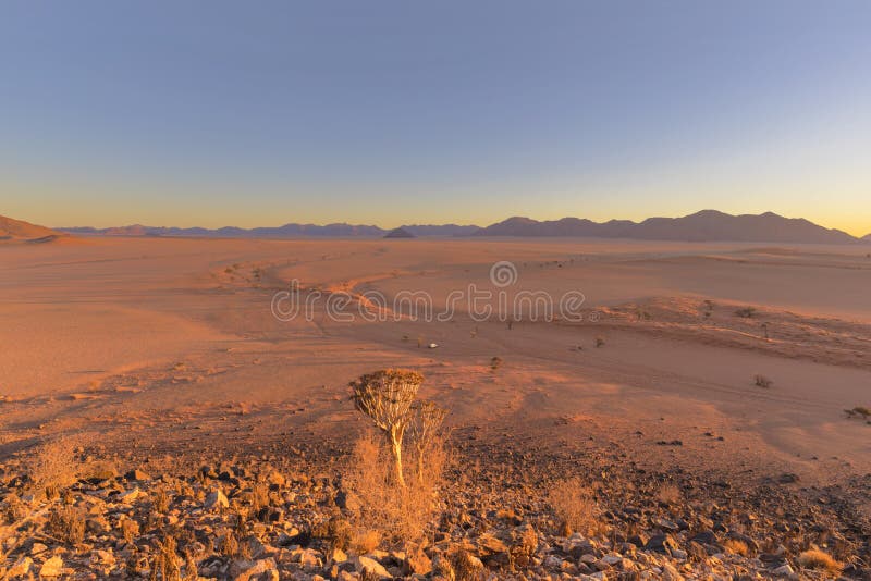 Quiver Tree and Wide Open Spaces in the Desert Stock Image - Image of ...