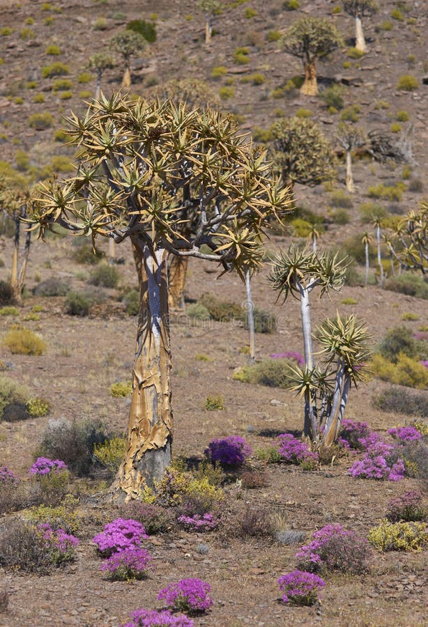 Quiver tree forest stock photo. Image of africa, flower - 26159862