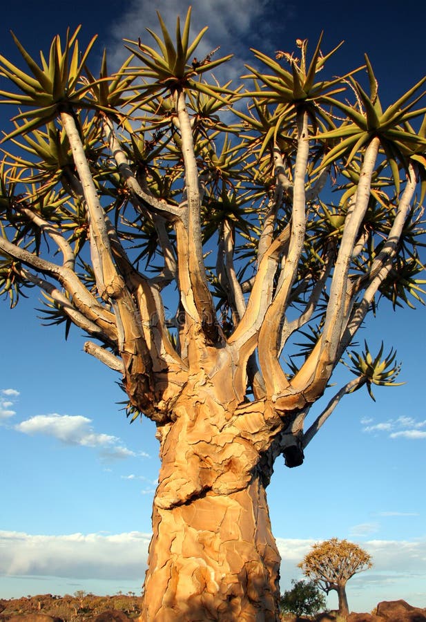 Quiver Tree, Namibia, Southern Africa Stock Photo - Image of cloudy ...