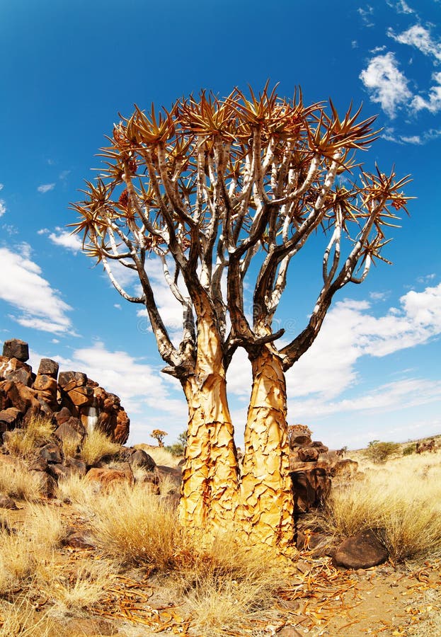 Quiver Tree, Namibia, Southern Africa Stock Photo - Image of cloudy ...