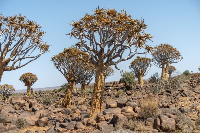 Quiver trees forest stock photo. Image of forest, branches - 214496874