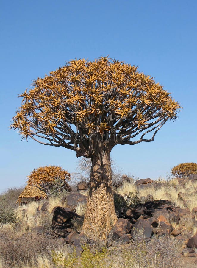 Quivetree stock image. Image of africa, african, quivertree - 12146517