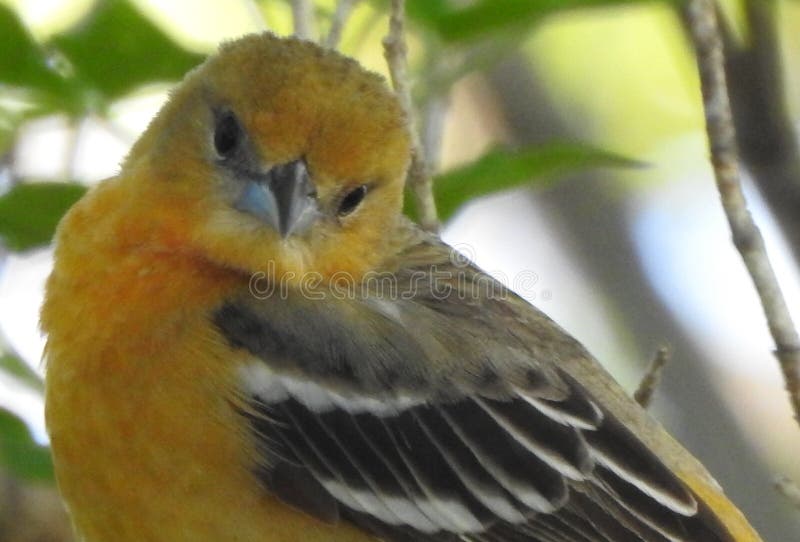 Quizzical Bird stock image. Image of sitting, turned - 117465049